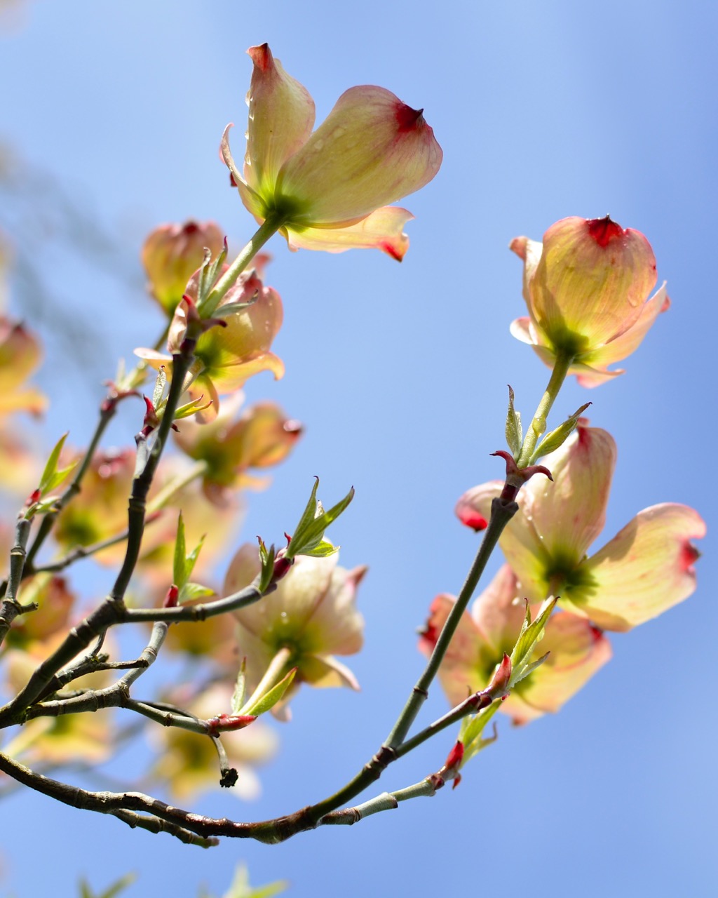 Rebirth | Nati Art Photography